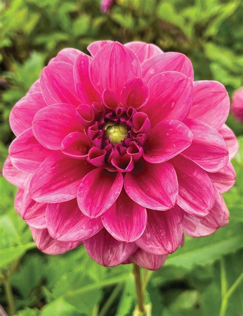 Dahlia Dusty Rose Tesselaar