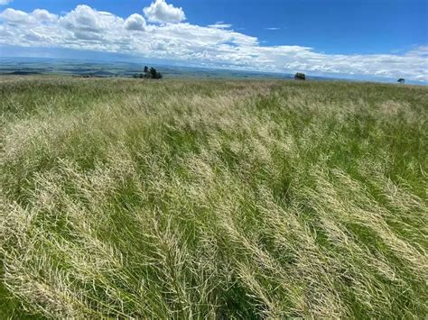 Gallery Bhamjees Bonsmara