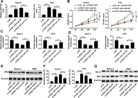 Mir 144 Downregulation Attenuates The Suppressive Effects On Cell