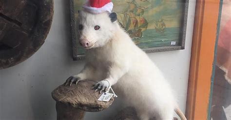 Albino Possum Santa Album On Imgur