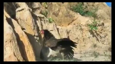 Курица Ублюдок мать твою а ну иди сюда Youtube