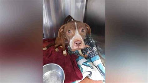 Police Canandaigua Man Abandoned Starved 2 Dogs In Trash Filled Home