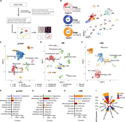 Single Cell RNA Sequencing Reveals Epithelial Cells Driving Brain Metastasis In Lung
