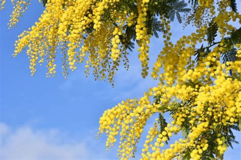 ミモザの日に考える平和と地続きのジェンダー平等 繊研新聞