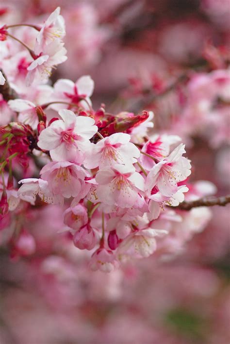 2200 Flower Wallpapers