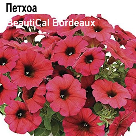 Петхуа цветы - 60 фото
