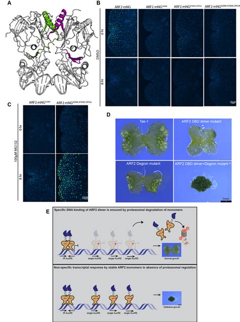 A Mapping The Fragments 5 6 And 7 On The Crystal Structure Of Download Scientific Diagram