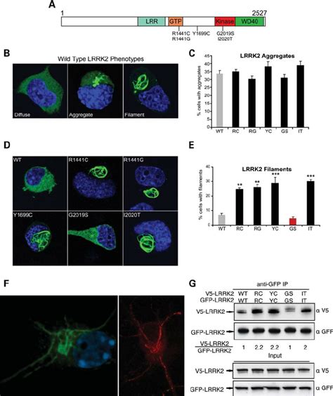 Multiple Pathogenic Mutations Enhance Lrrk2 Oligomerization And