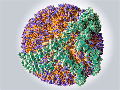 High Density Lipoprotein Particle Subfractions Higher In Hfref The