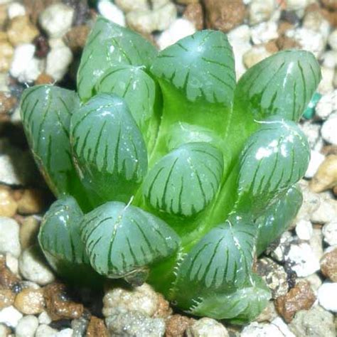 玉露多肉植物冰灯玉露多肉组合盆栽姬玉露套餐玉露新手入门套餐 虎窝淘