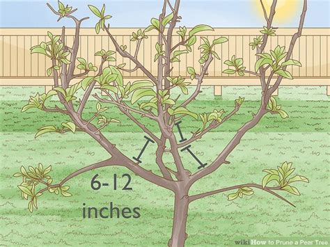How To Prune A Pear Tree 12 Steps With Pictures Wikihow