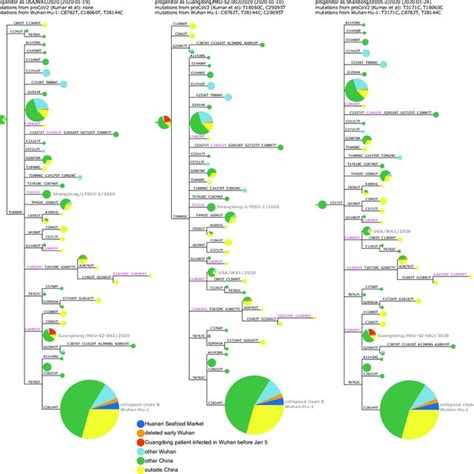 Phylogenetic Trees Of Sars Cov 2 Sequences In Gisaid Collected Before