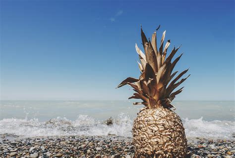 Free Images Beach Landscape Sea Coast Tree Water Nature Sand
