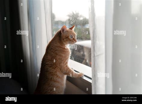 Brown Tabby Cat With Green Eyes Sitting By The Window Close Up Stock