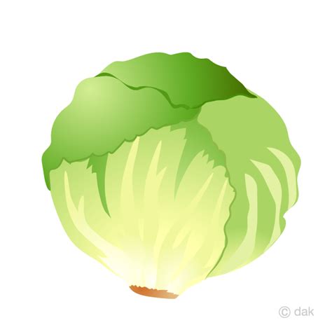 Lechuga Gratis Dibujos Animados Imágene Illustoon ES