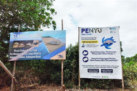 Wisata Edukasi Konservasi Penyu Paloh Siti Mustiani