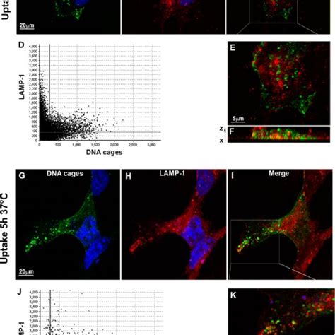 Co Localization Analysis Of Dna Nanocages And Lysosomes Double Download Scientific Diagram