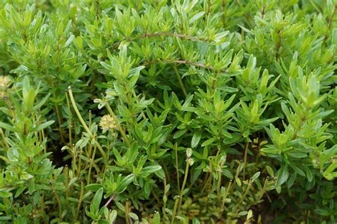 Timi Rempah Herbal Kuliner - Foto gratis di Pixabay - Pixabay