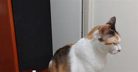 Cat Andspeaker Album On Imgur