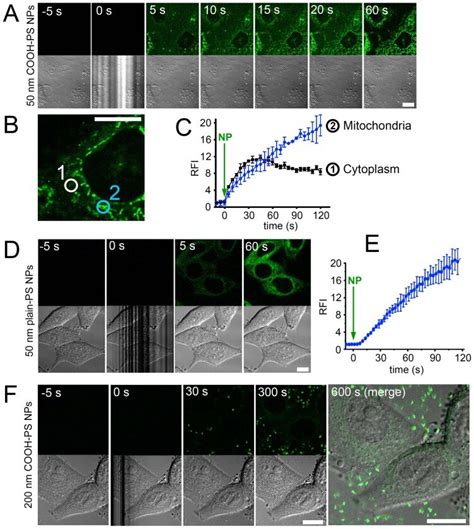 A Living Hep 2 Cells Were Imaged To Visualize Particle Fluorescence