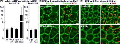 Independent Requirement For Elevated Rac1 And Decreased Rhoarho Kinase