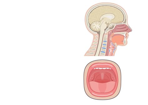 Tonsils Pictures Anatomy Tonsils Pictures Anatomy Vector