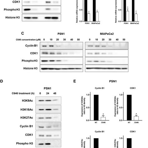 Histone Acetyletransferase Hat And Histone Deacetylase Hdac