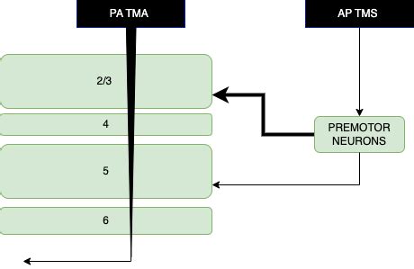 Diagram Showing Circuits Of The Cortex Involved In The Generation Of Download Scientific