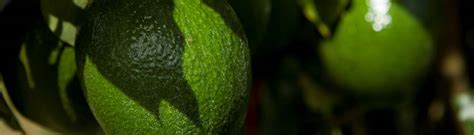 Celebrate Cinco De Mayo With A Florida Avocado Tree Ufifas Expert