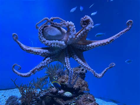 Underwater Octopus
