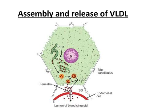 Lipoprotein Metabolismpptx Hdl Metabolism Ldl Metabolis Vldl