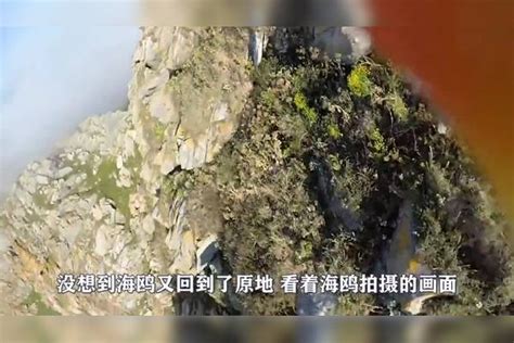 主人给鸭子绑上摄像头体验漂浮潜水的感觉场面实在太欢乐