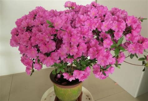 養杜鵑花多留心這三個養殖要點不黃葉落葉養得長久開花多 每日頭條