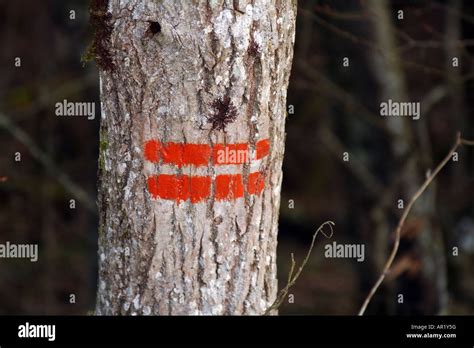 Marking On A Tree In The Forest Stock Photo Alamy