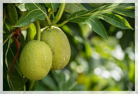 Jackfruit Tree Plant Care And Growth Al Ardh Alkhadra