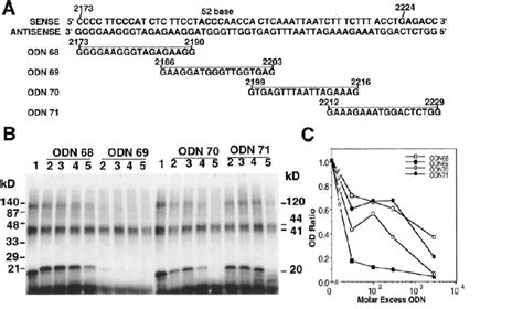 Localization Of 3 Utr Cis Element To An 18 Base Sequence By Antisense