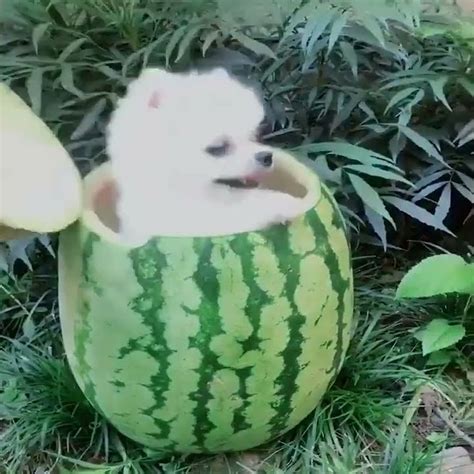 무궁화꽃이 피었습니다 까꿍 숨바꼭질도 할줄아는 ㅎㅎ 까꿍 이쁜아가야 아이귀여워라 Youtube