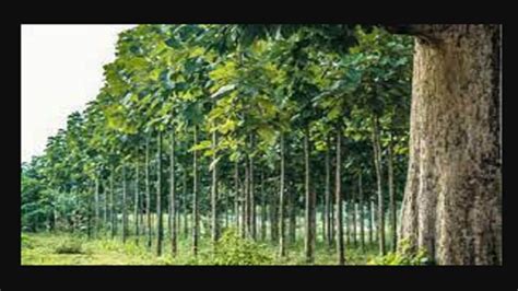 Cultivate Mahogany Safeda And Teak Become Millionaires जल्दी बनना है
