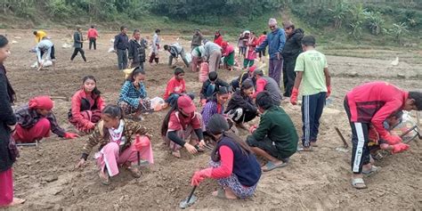 गोरखाका विद्यार्थी जुटे आलुखेतीतिर अन्नपूर्ण पोस्ट्