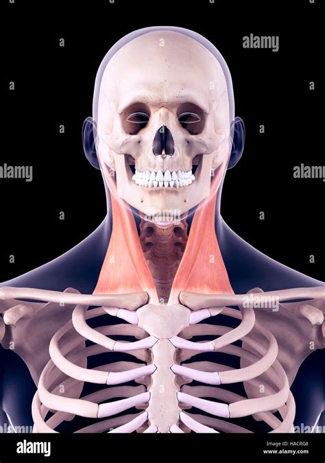 Scalenes And Sternocleidomastoid