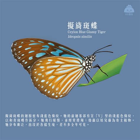 HKBIH 香港越冬斑蝶篇