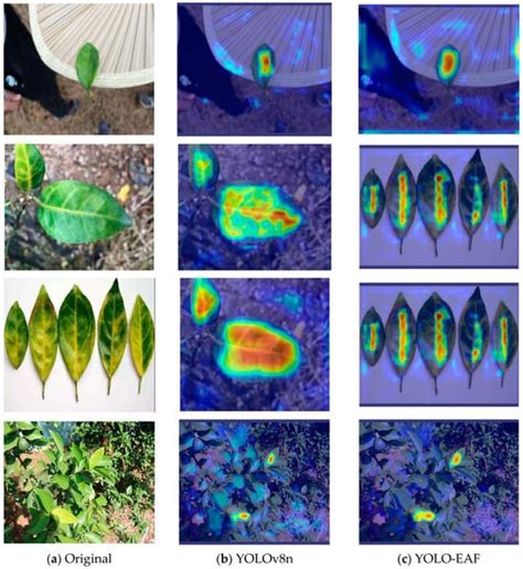 Sensors Free Full Text A Detection Algorithm For Citrus
