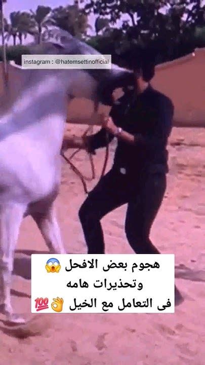 هجوم بعض الافحل 😱 وتحذيرات هامه فى التعامل مع الخيل 👌💯 ٦٠شو مع الدكتور