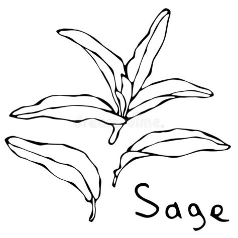 Set Of Green Sage Herb Branch And Leaves Realistic Hand Drawn Doodle