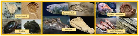 Living Fossils 99 Of All Organisms Found As Fossils Are Still Alive