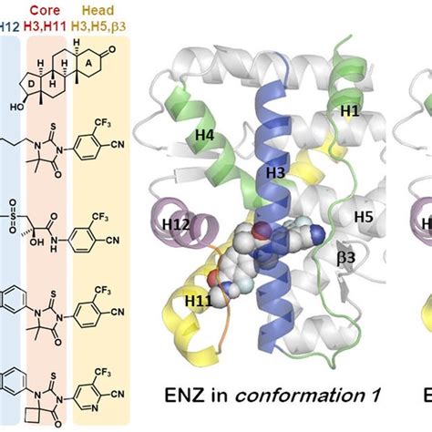 Representative Ar Agonists And Antagonists Two Proposed Binding