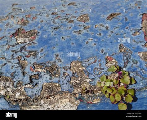 Plant Growing On The Crack Of Aged Decayed Rusty Blue Surface For The
