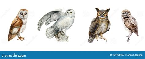 Various Owls Watercolor Set Hand Drawn Barn Owl Snowy Burrowing