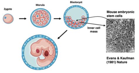 Dev And Stem Cell Bio Midterm 2 Flashcards Quizlet
