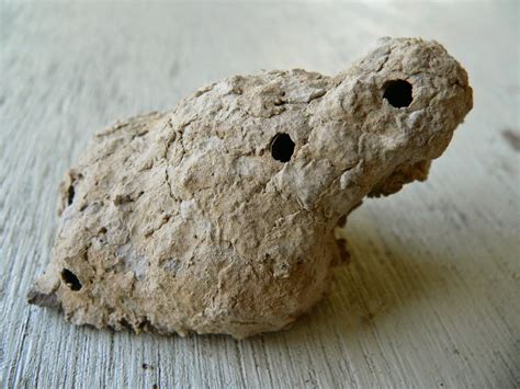 Journals Of An Amateur Naturalist Black And Yellow Mud Dauber Nest